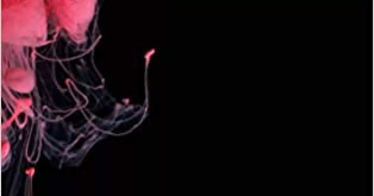 Exploring the Political Economy and Social Philosophy of Vincent and ...